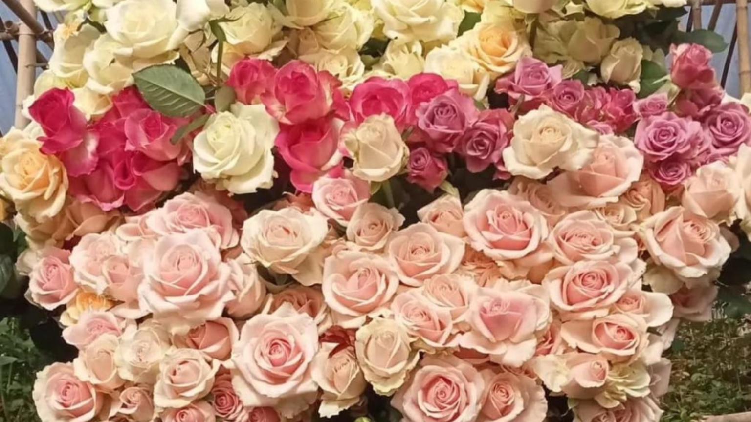 Daerah Penghasil Mawar & Melati di Indonesia untuk Karangan Bunga ...